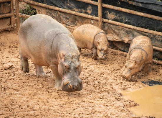 Reubican pareja de hipopótamos para el control y manejo de esta especie ...